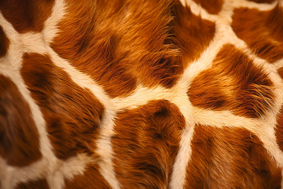 Animal Fur Animals - YouWorkForThem