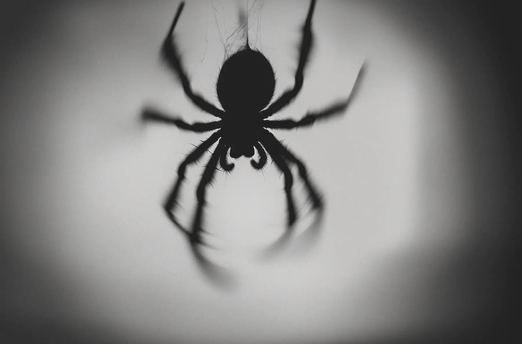 20 Halloween Spooky Horror Backgrounds Holidays - YouWorkForThem
