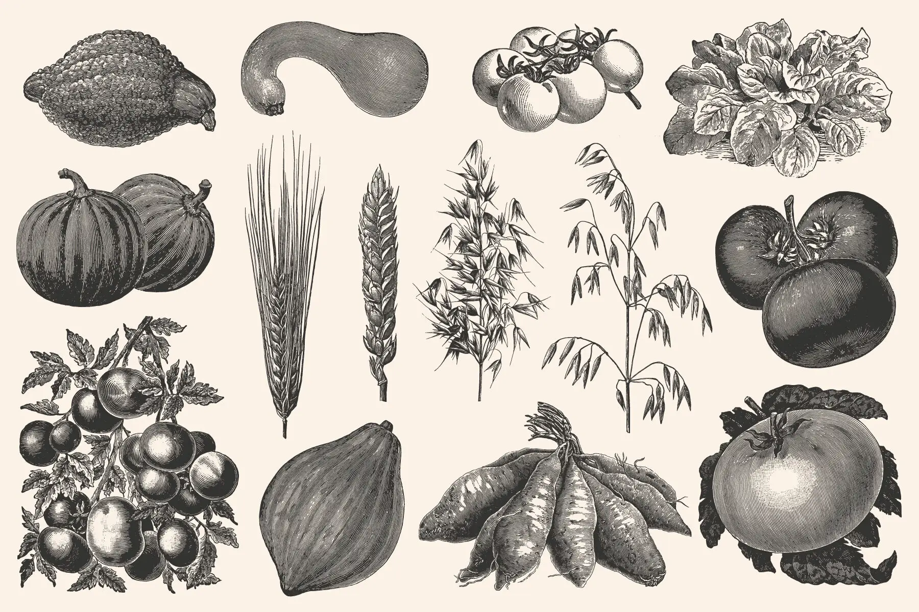 220 Vintage Vegetable Illustrations Illustrations - YouWorkForThem