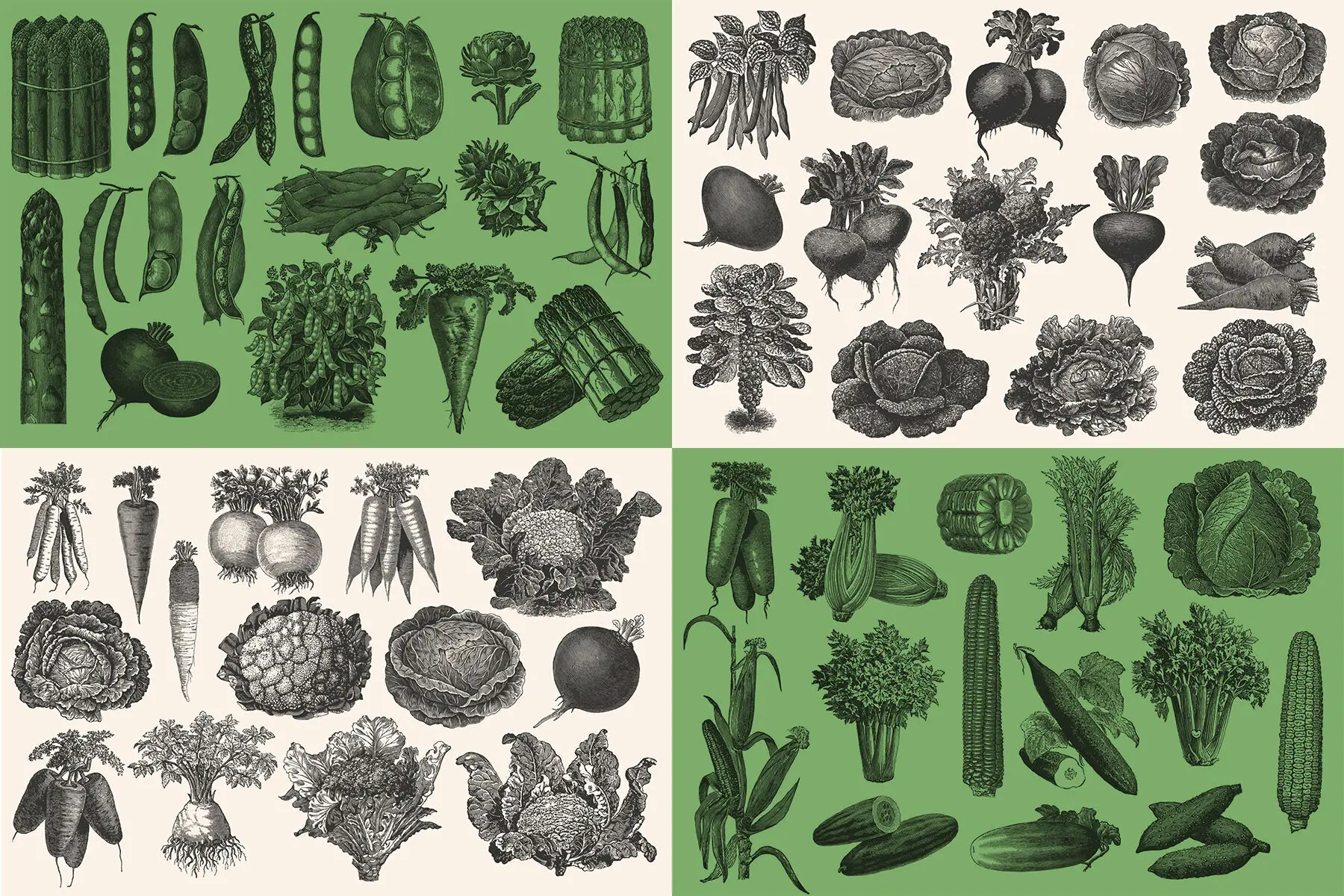 220 Vintage Vegetable Illustrations Illustrations - YouWorkForThem