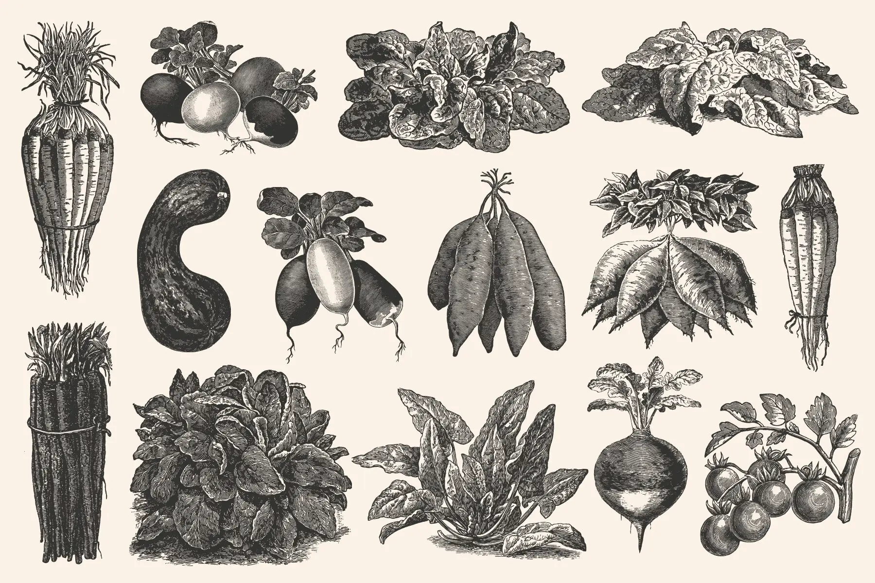 220 Vintage Vegetable Illustrations Illustrations - YouWorkForThem