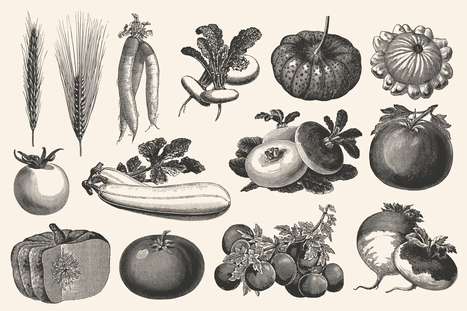 220 Vintage Vegetable Illustrations Illustrations - YouWorkForThem