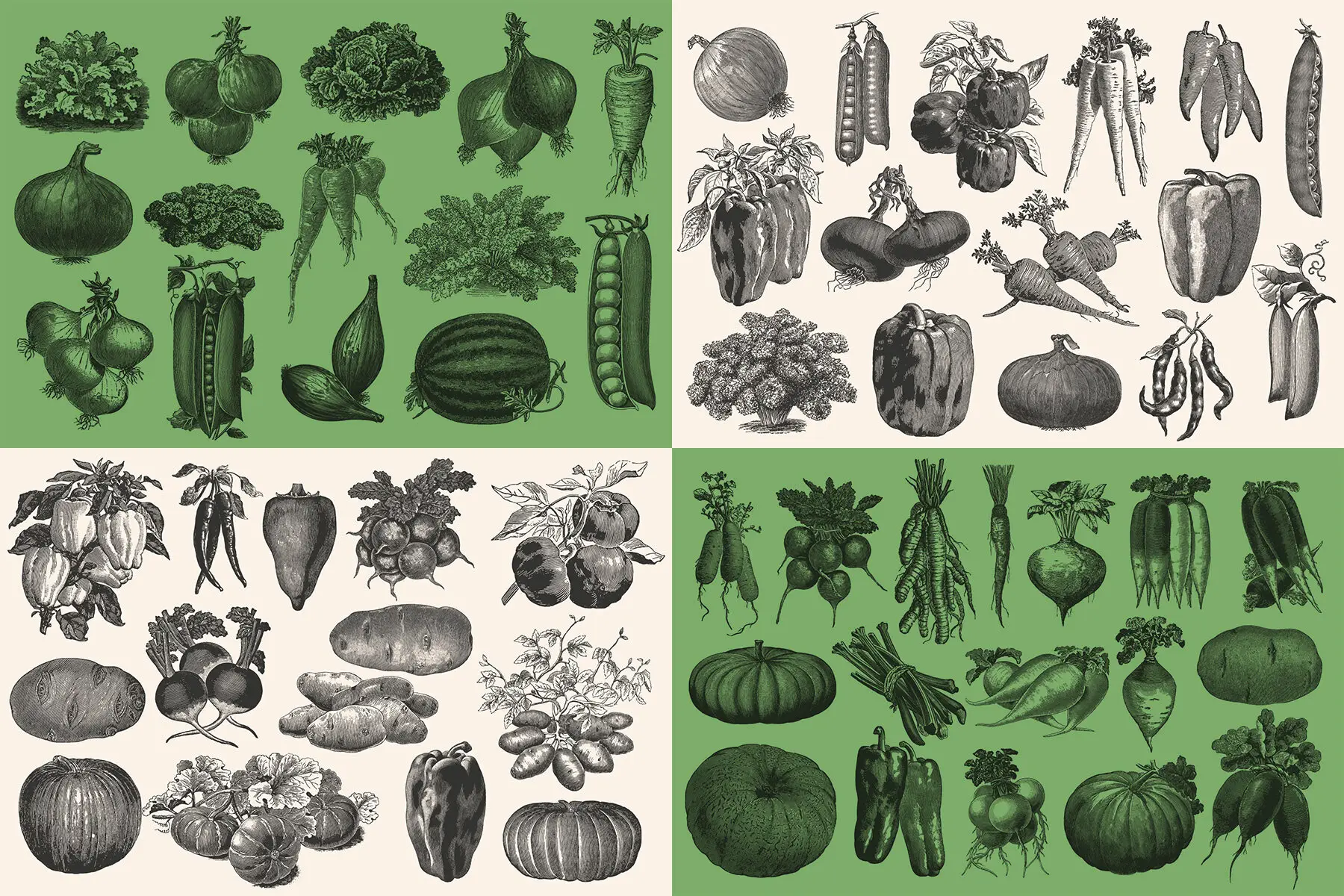 220 Vintage Vegetable Illustrations Graphics - YouWorkForThem