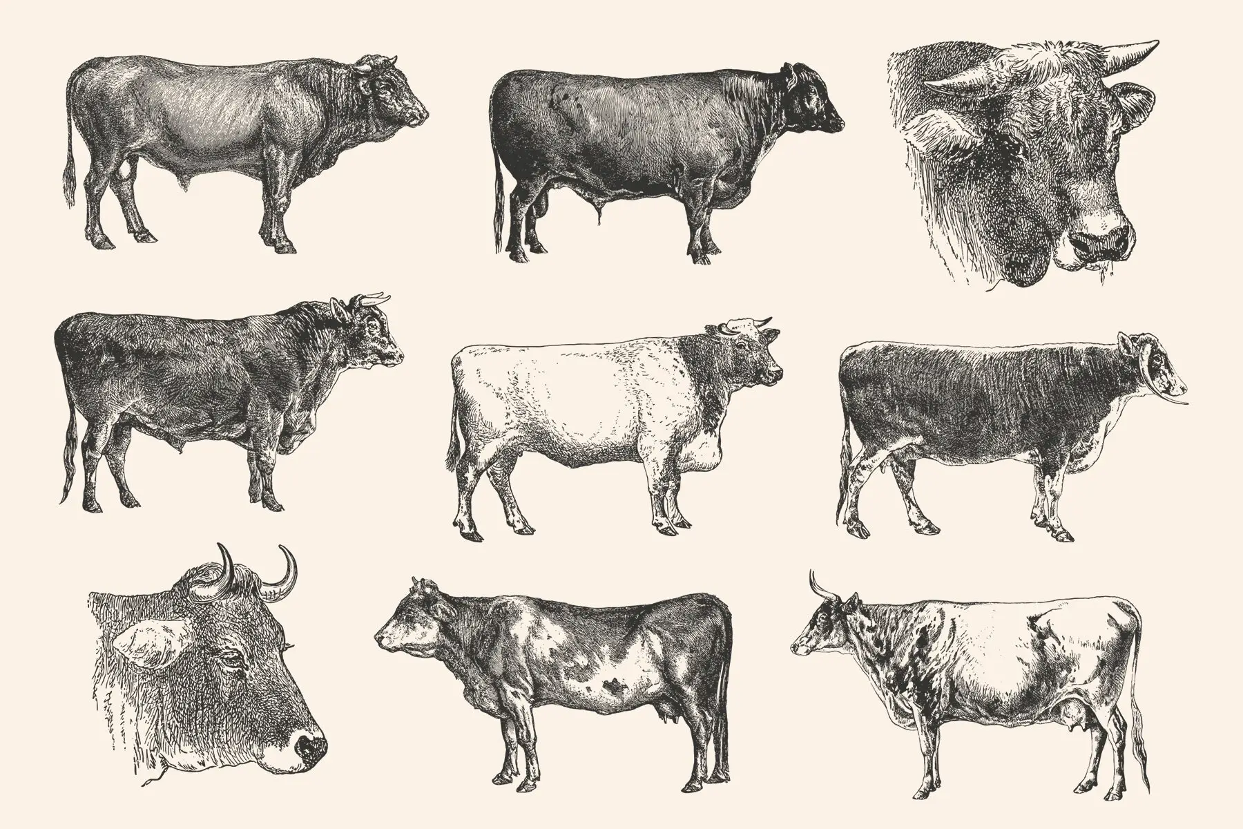 Cattle Vintage Illustration Set Graphics - YouWorkForThem