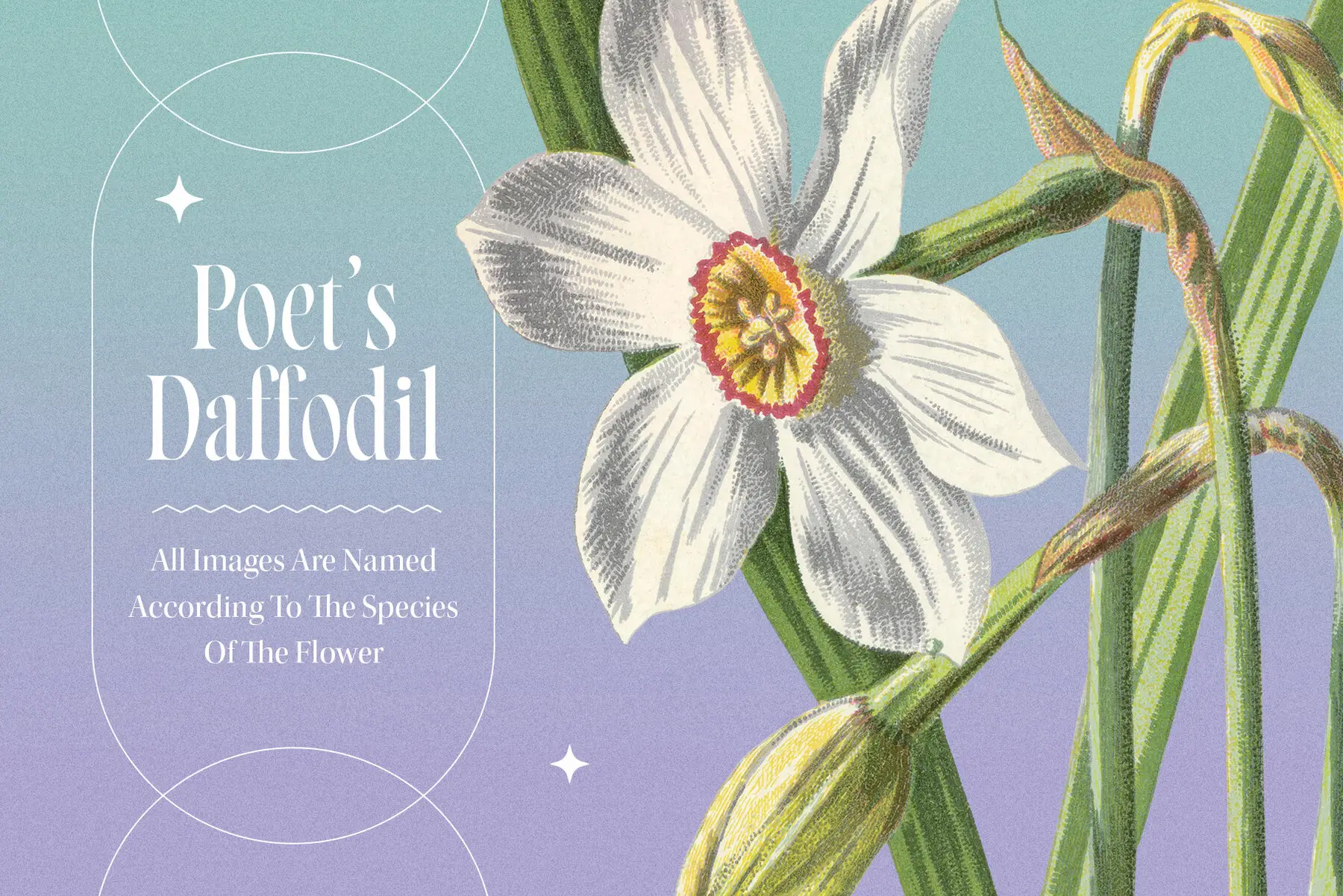 Atlas of Flowers Botanical Art Set Graphics - YouWorkForThem