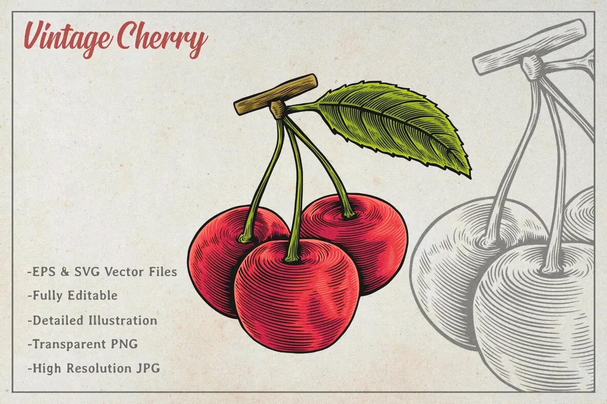 Vintage Cherry Vector Art Graphics - YouWorkForThem