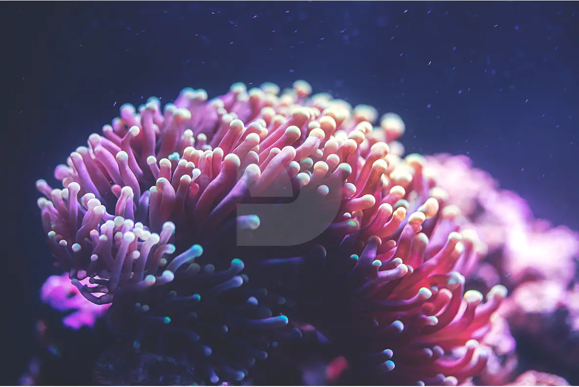 Abstract Coral Graphics - YouWorkForThem