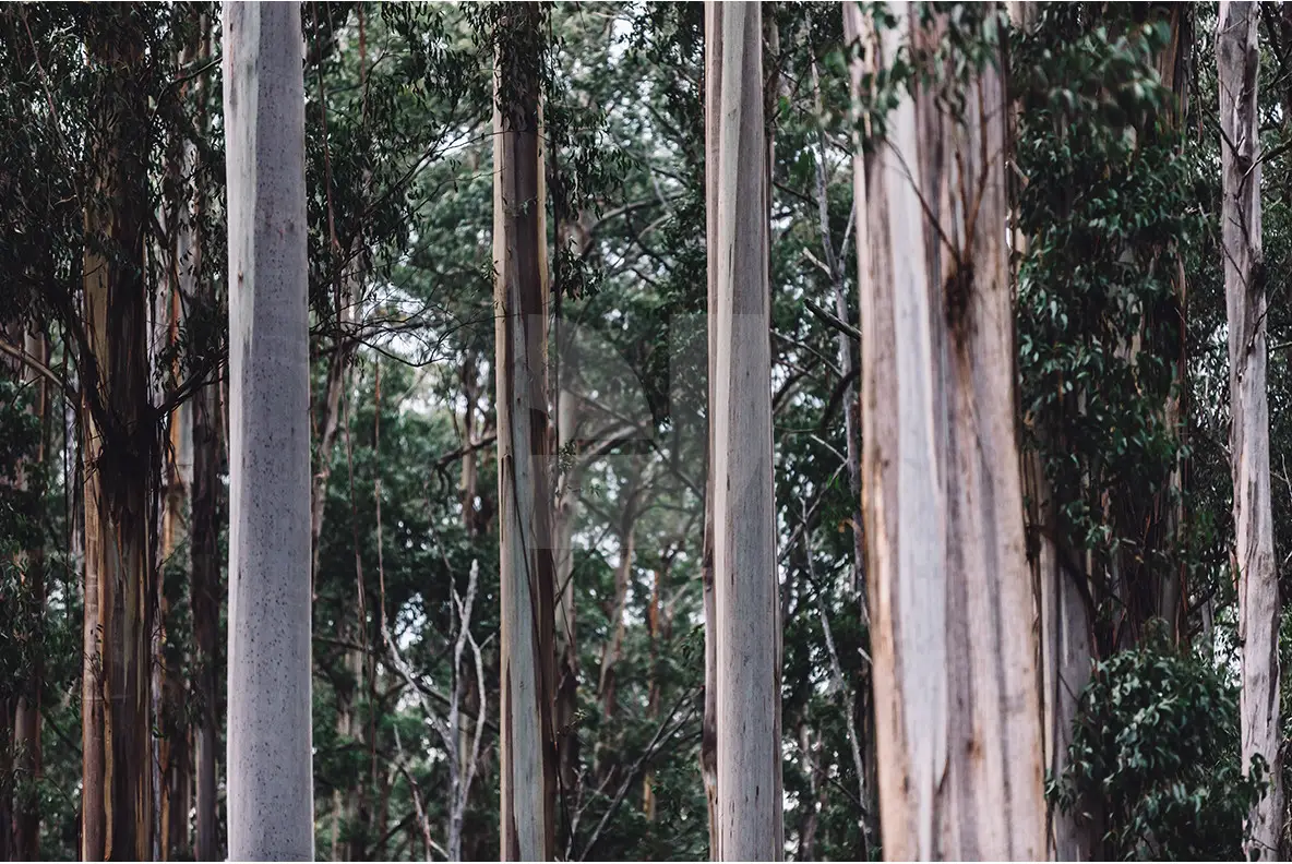 Melbourne Forest Nature - YouWorkForThem