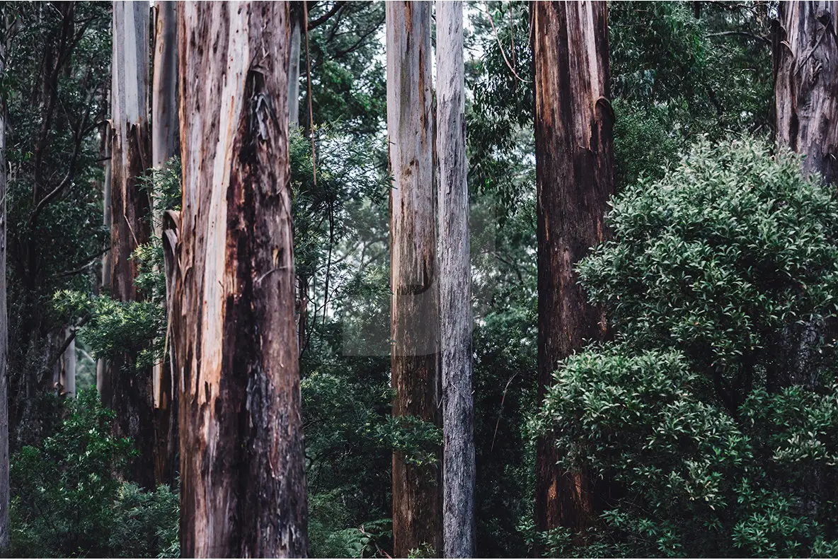 Melbourne Forest Nature - YouWorkForThem