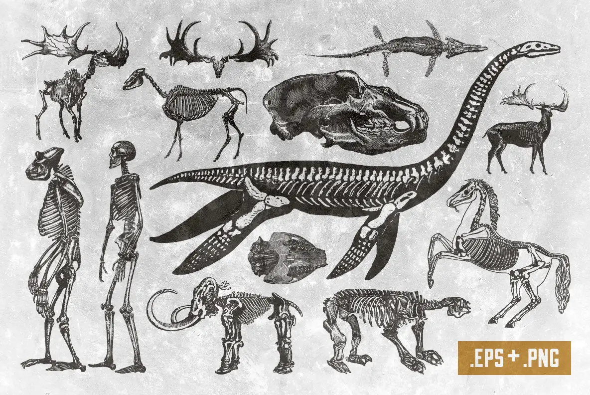 Skeletal Specimens Vol.1 Graphics - YouWorkForThem