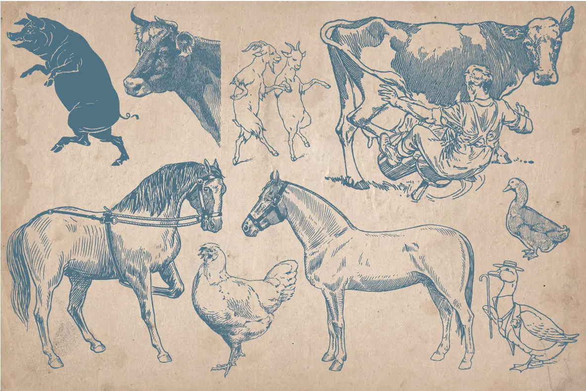 40 Vintage Farm Animals Animals - YouWorkForThem