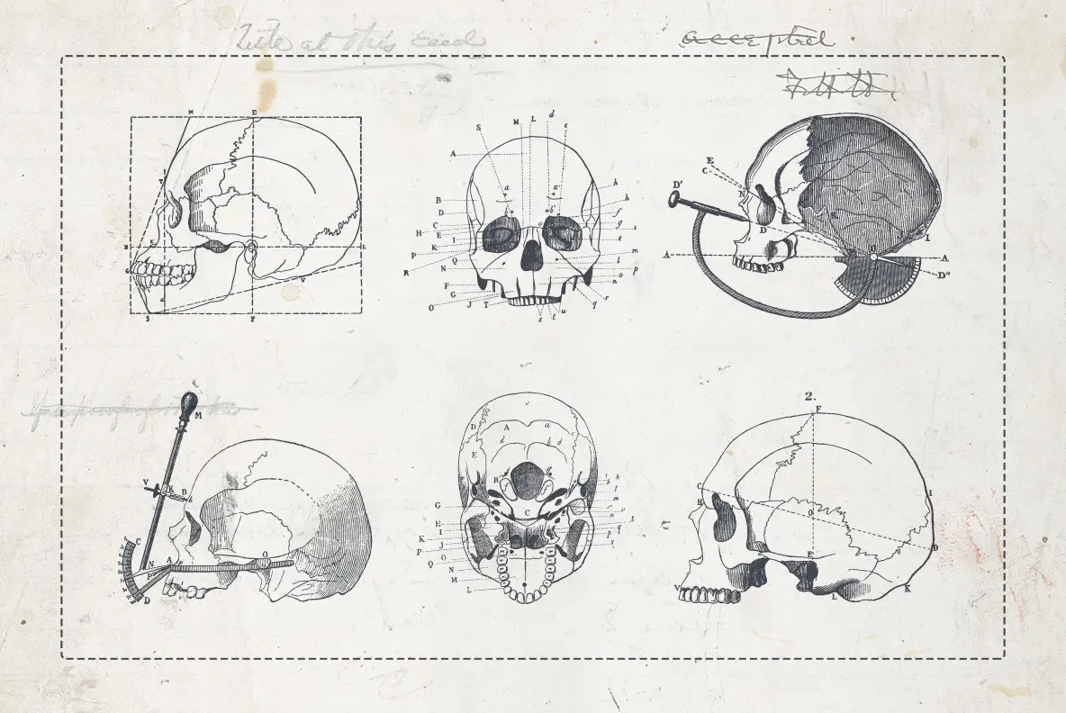 Craniometry Graphics - YouWorkForThem