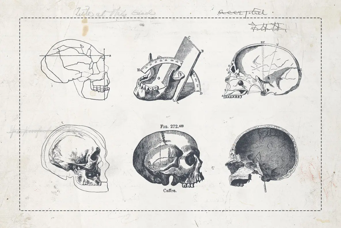 Craniometry Graphics - YouWorkForThem