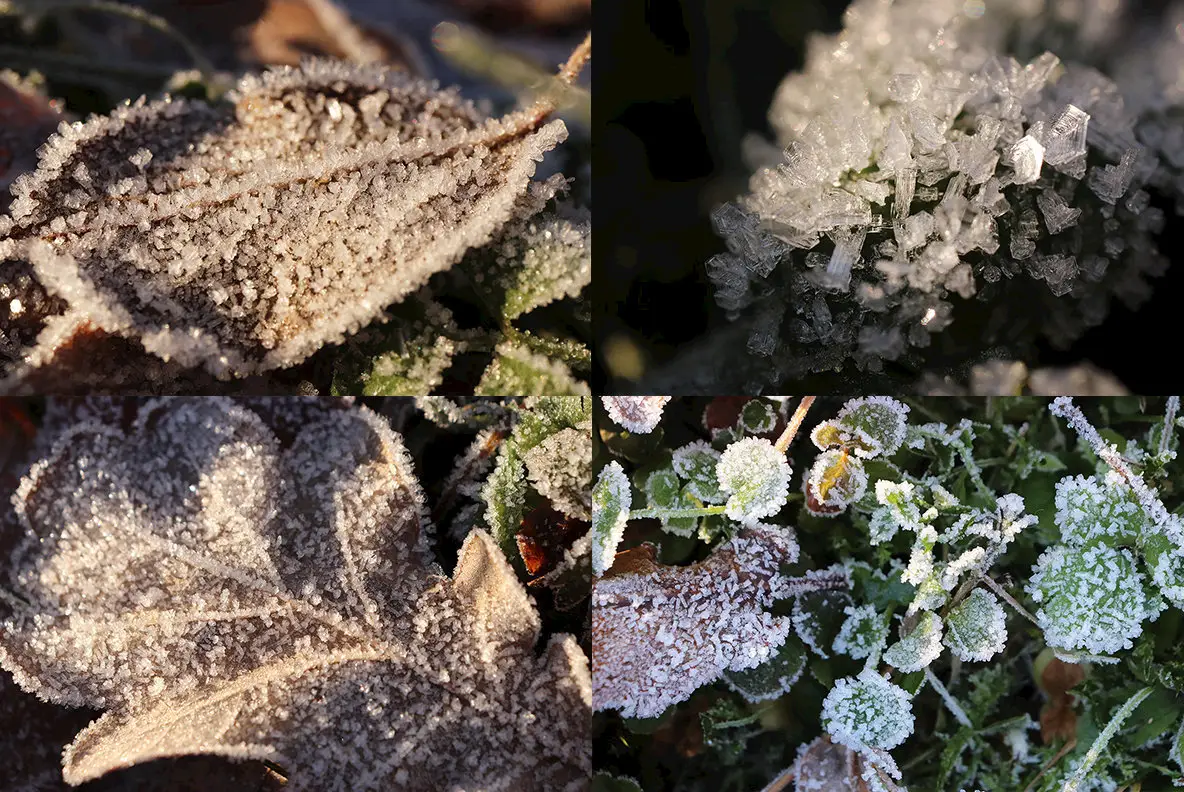 20 First Forest Frost Backgrounds Textures - YouWorkForThem