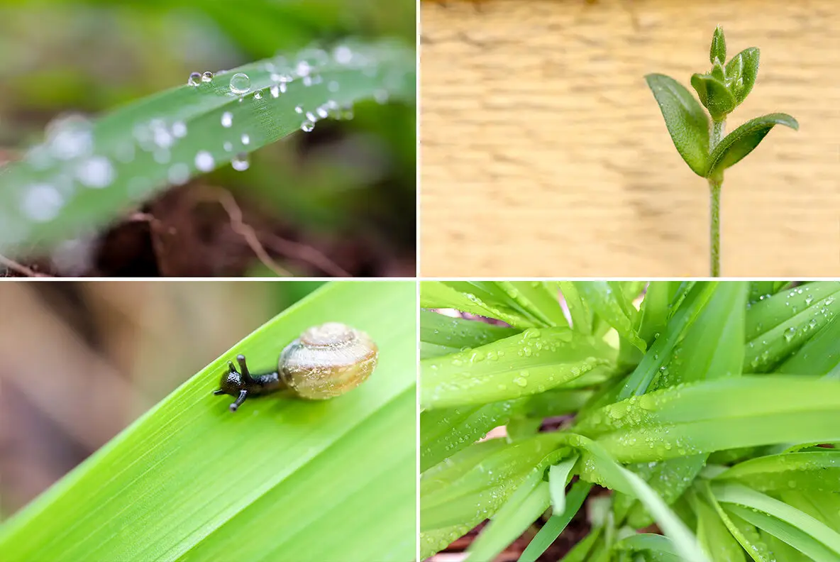50 Floral Macro Backgrounds Graphics - YouWorkForThem