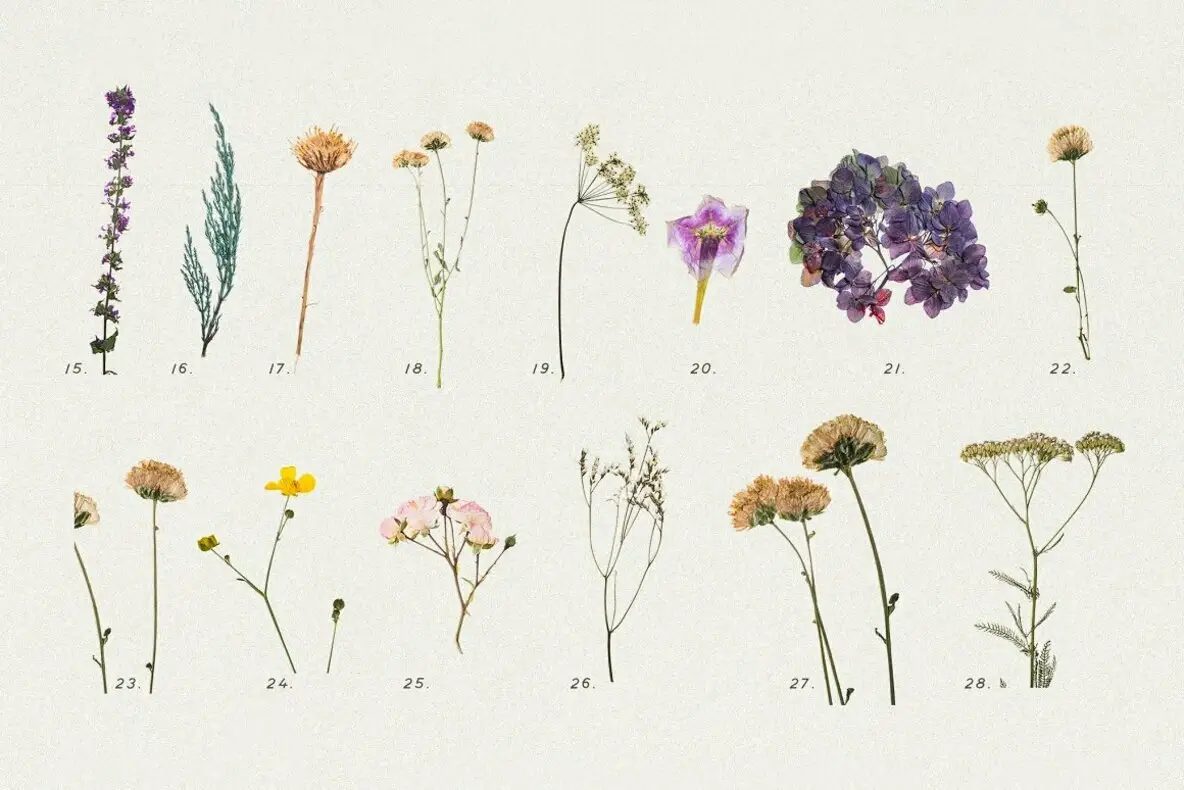 Pressed Dry Flowers Herbs Vol.1 Graphics - YouWorkForThem