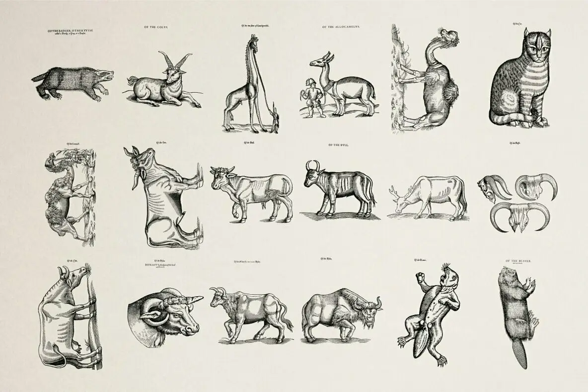 Four Footed Beasts Animals - YouWorkForThem