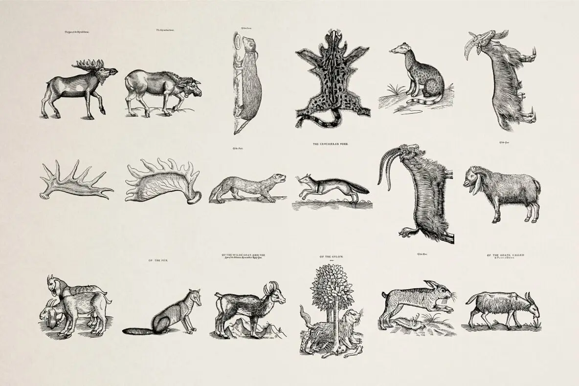 Four Footed Beasts Graphics - YouWorkForThem