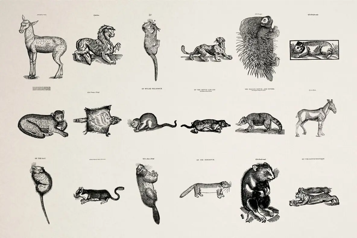 Four Footed Beasts Animals - YouWorkForThem