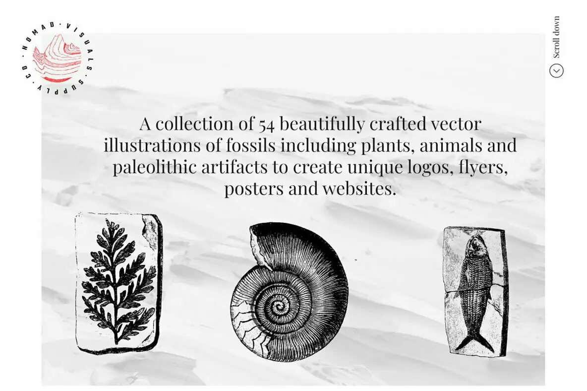 Fossils Illustrations Graphics - YouWorkForThem