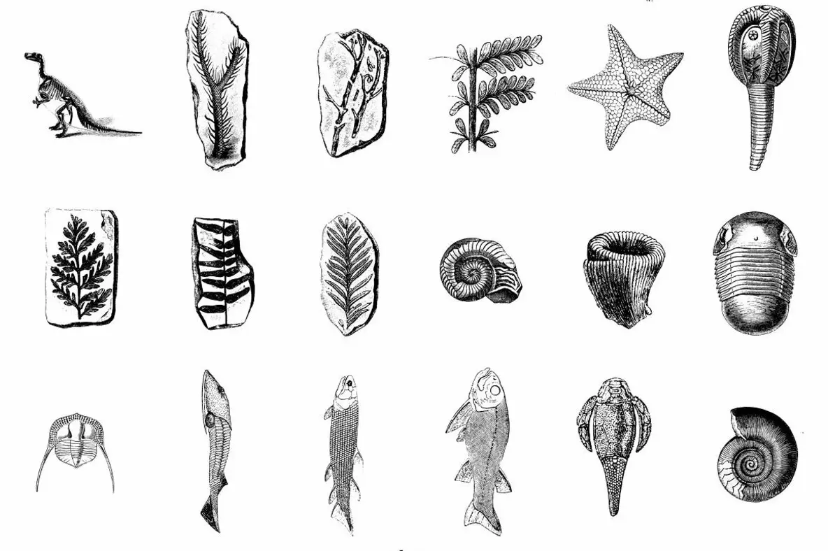 Fossils Illustrations Graphics - YouWorkForThem