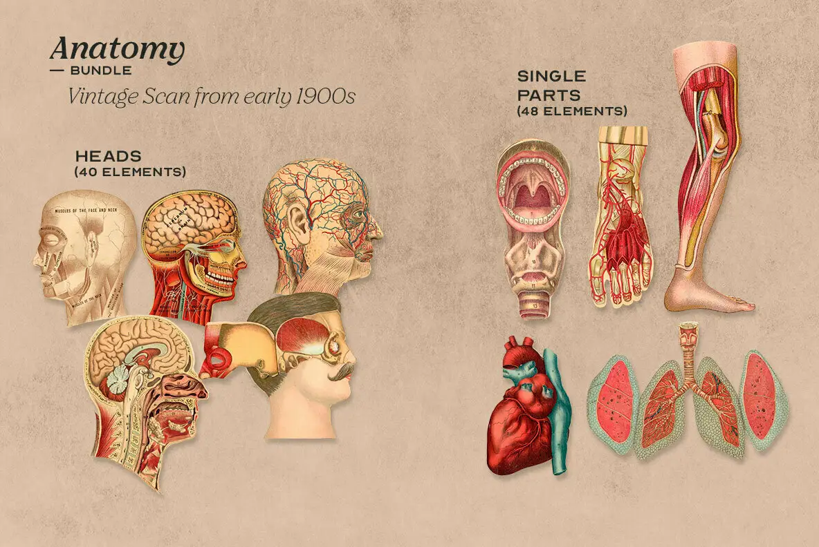Anatomy Collage Elements Illustrations - YouWorkForThem