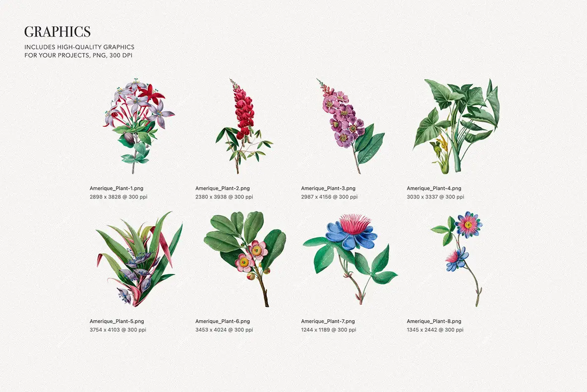 Elegant Botanical Pattern Flowers Graphics - YouWorkForThem