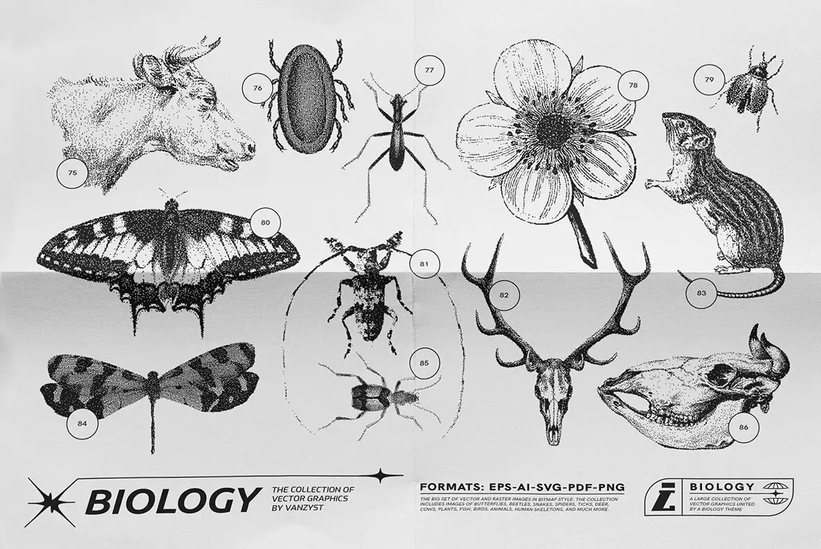 125 Vector Bitmap Assets Biology Animals - YouWorkForThem