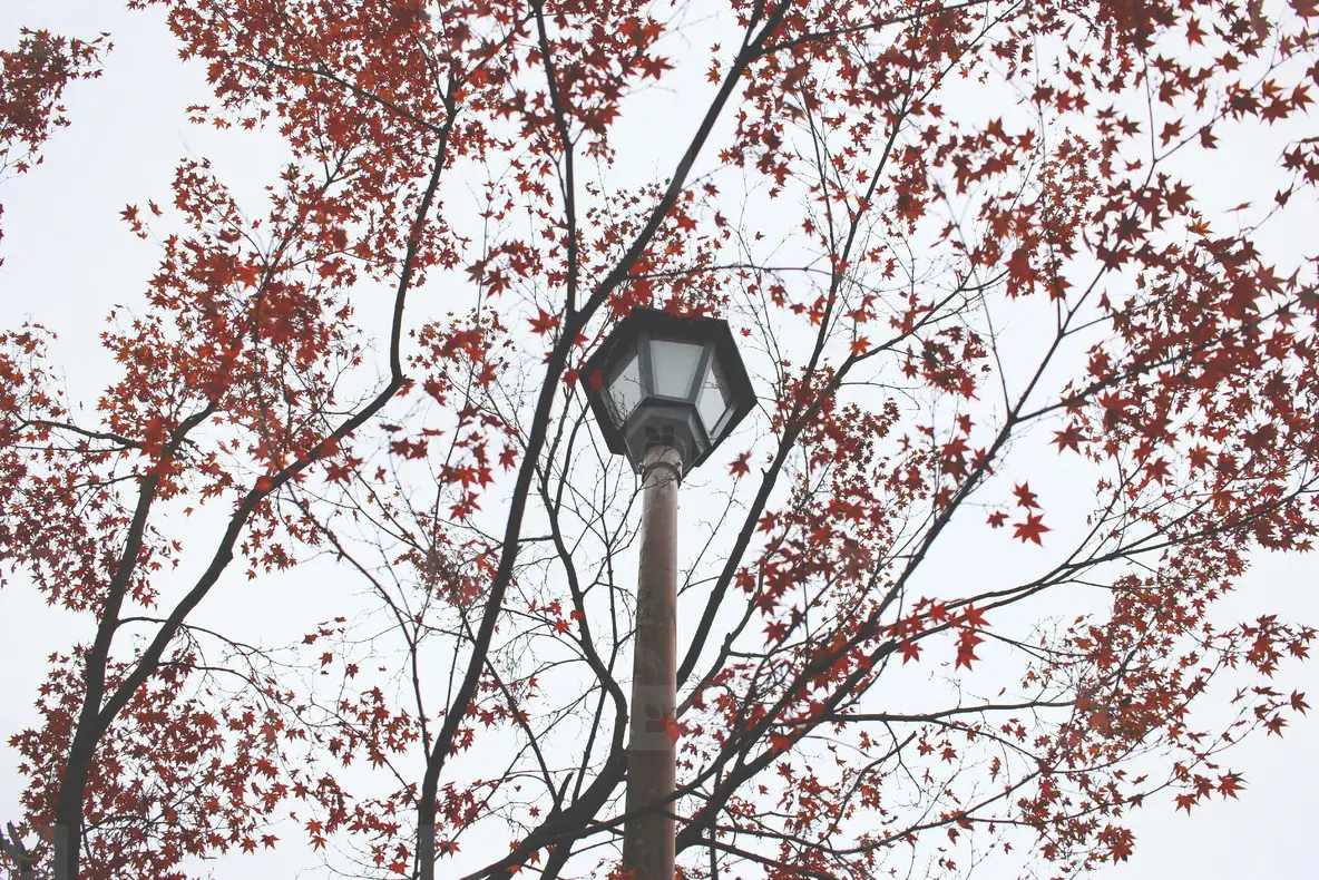 Streetlight And Red Leaves Tree Photo (103093) - YouWorkForThem