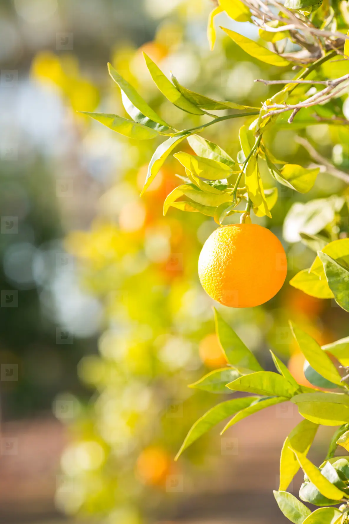 Valencia Orange Trees Photo (105918) - YouWorkForThem