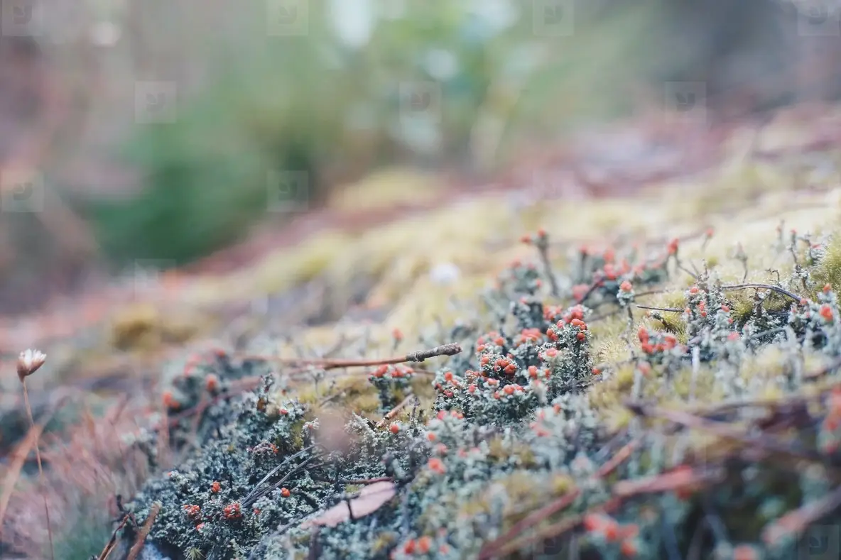 Red Moss Photo (106848) - YouWorkForThem