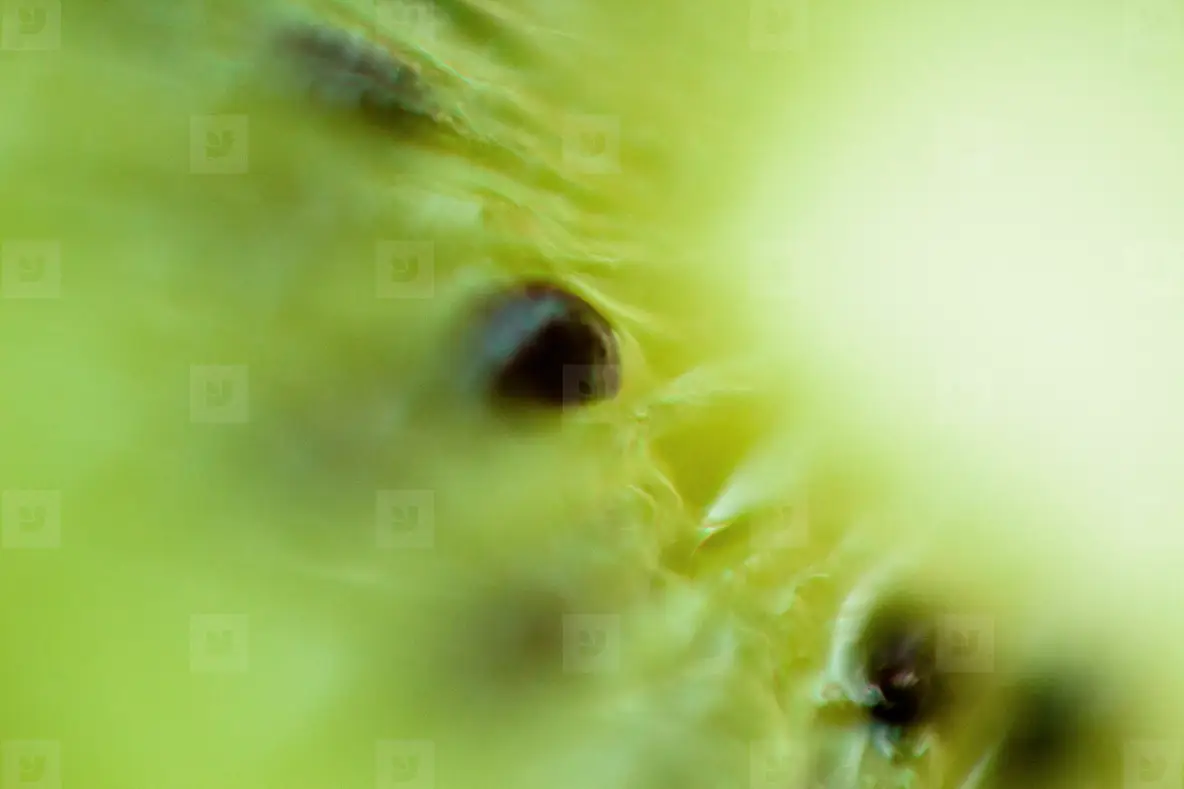 Macro Fruit 04 Photo (107889) - YouWorkForThem
