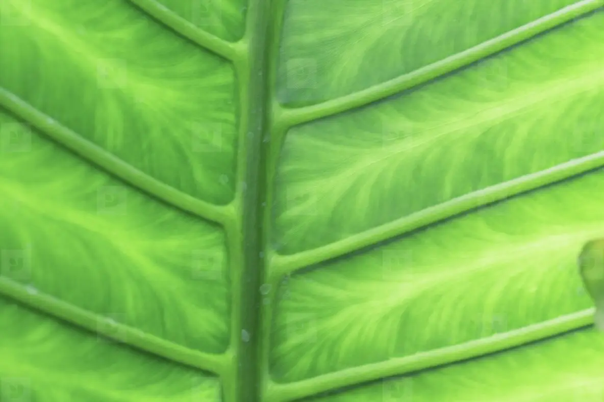 Plant Stalk Texture