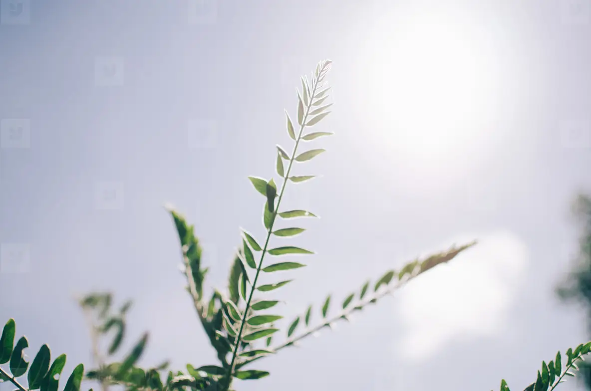 Green Leaf With Sun Ray Photo (112037) - YouWorkForThem