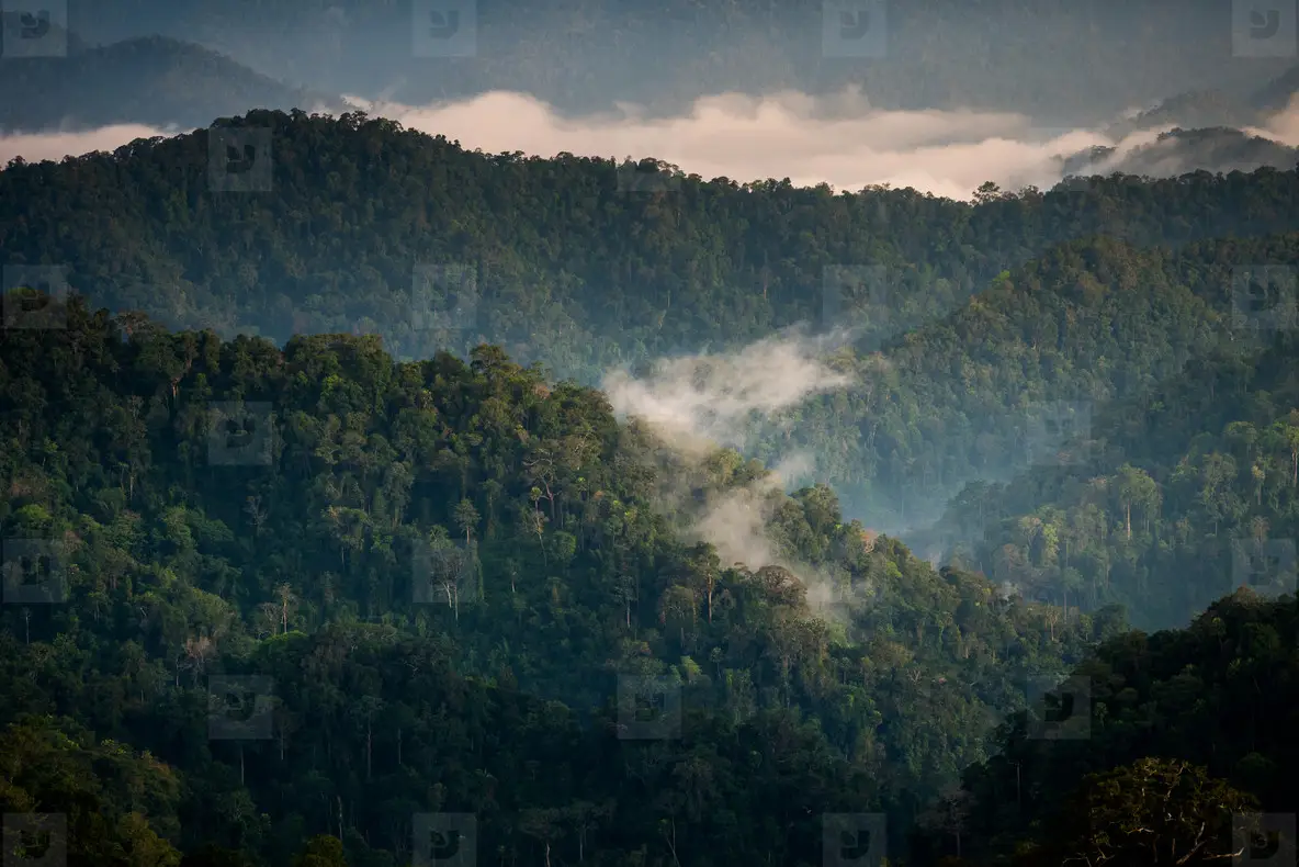 Evergreen Forest Photo (114584) - YouWorkForThem