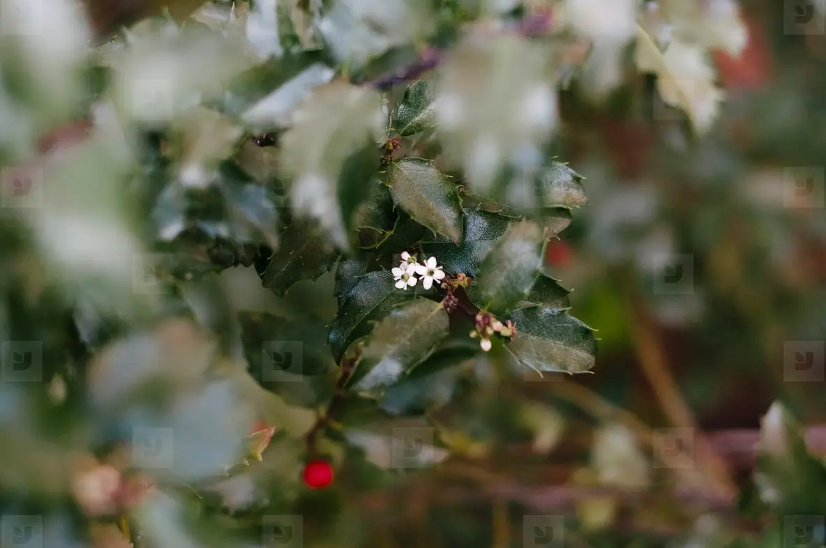 Holly Flowers Photo (114760) - YouWorkForThem