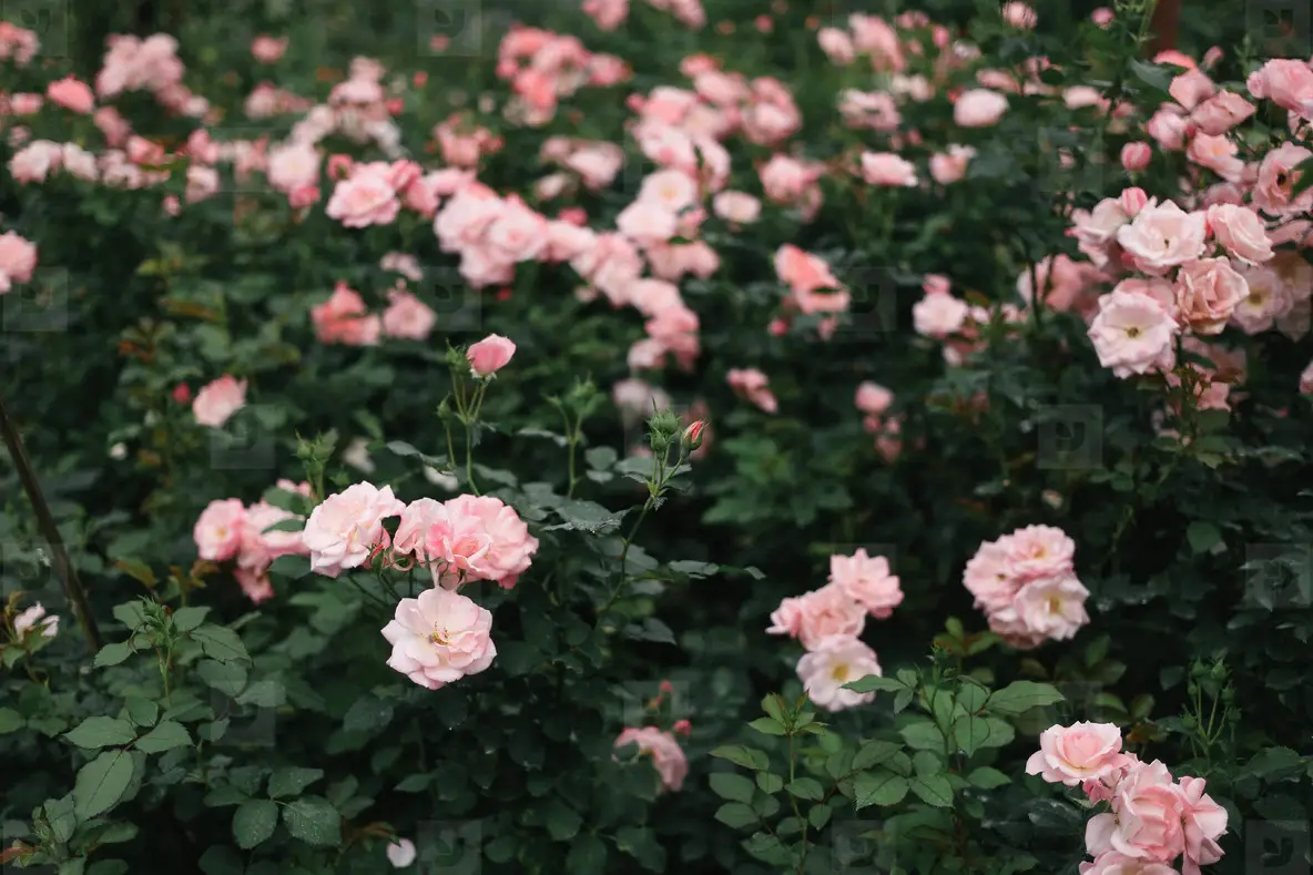 Pink Roses 01 Photo (116998) - YouWorkForThem