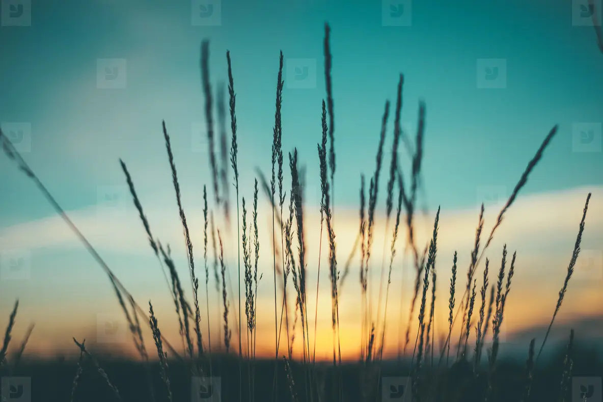 Sky Sunset And Wild Grass Photo (117436) - YouWorkForThem