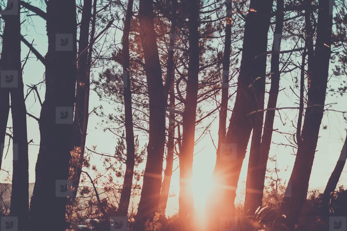 Sunshine On The Trees Photo (117571) - YouWorkForThem