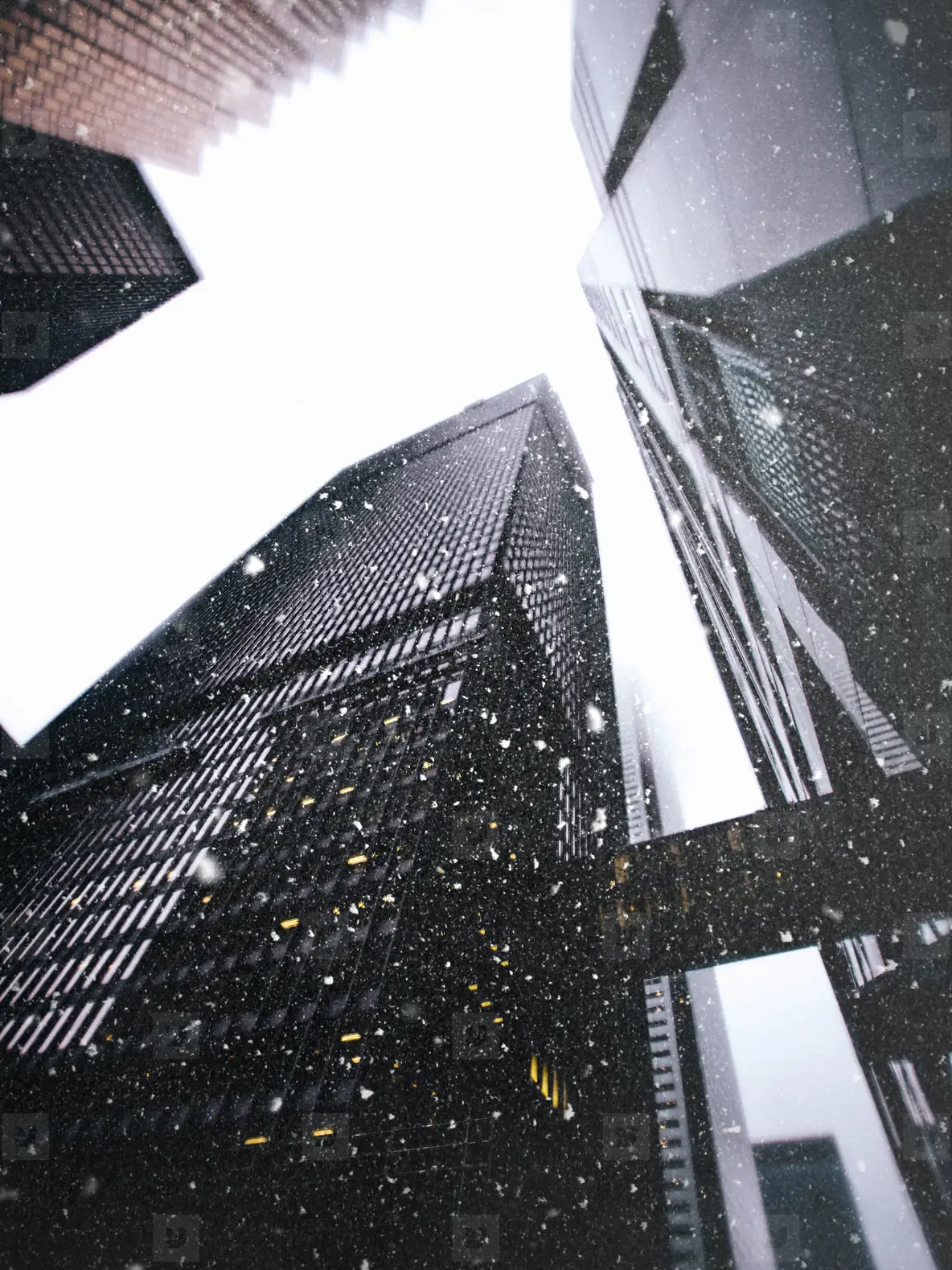 Snow Daze Photo (118295) - YouWorkForThem