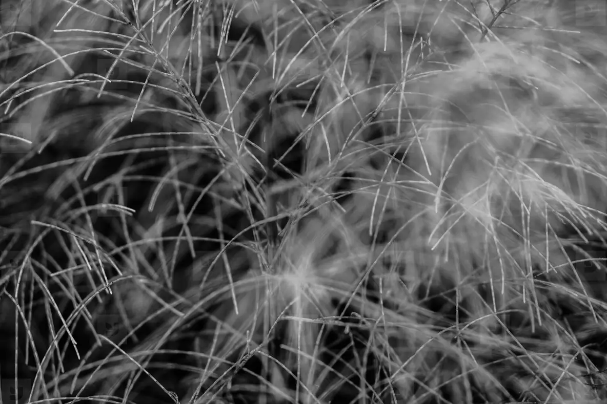 Abstract Grass Field Photo (118308) - YouWorkForThem