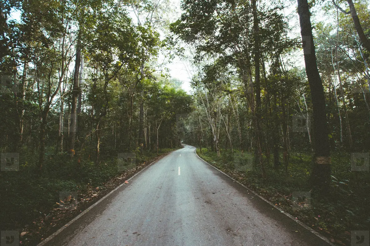 Road In The Forest Photo (121227) - YouWorkForThem