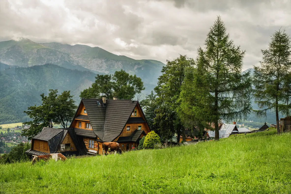 Village Cottage And Cows On Green Grass Field, Zakopane, Poland Photo ...