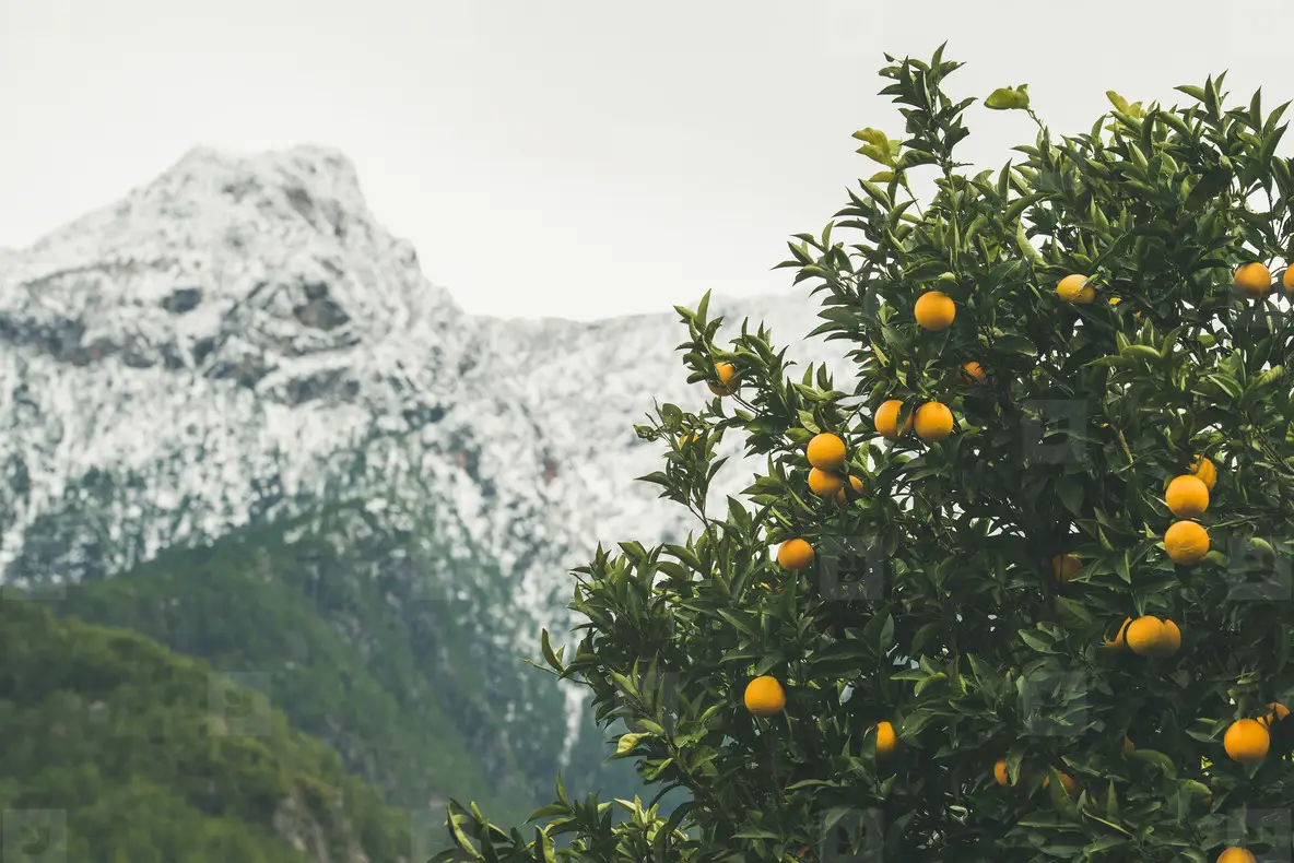 Orange Trees With Ripe Oranges In Mountain Garden, Alanya, Turkey Photo ...