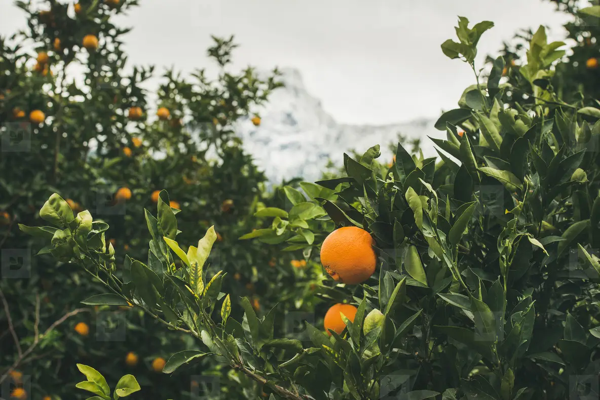 Orange Trees With Ripe Oranges In The Mountain Garden, Turkey Photo ...