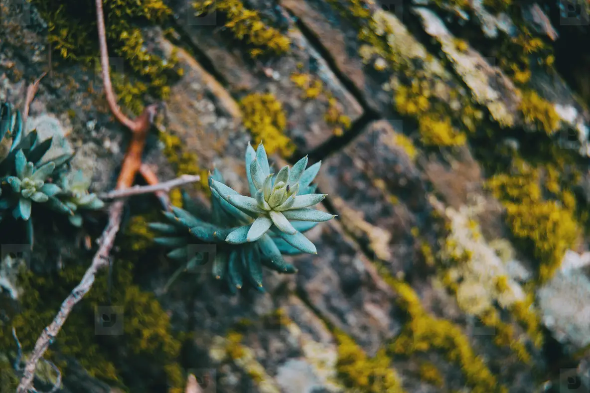 Sedum Plant In The Wall Of A Stone Wall In The Mountain Photo (145918 ...