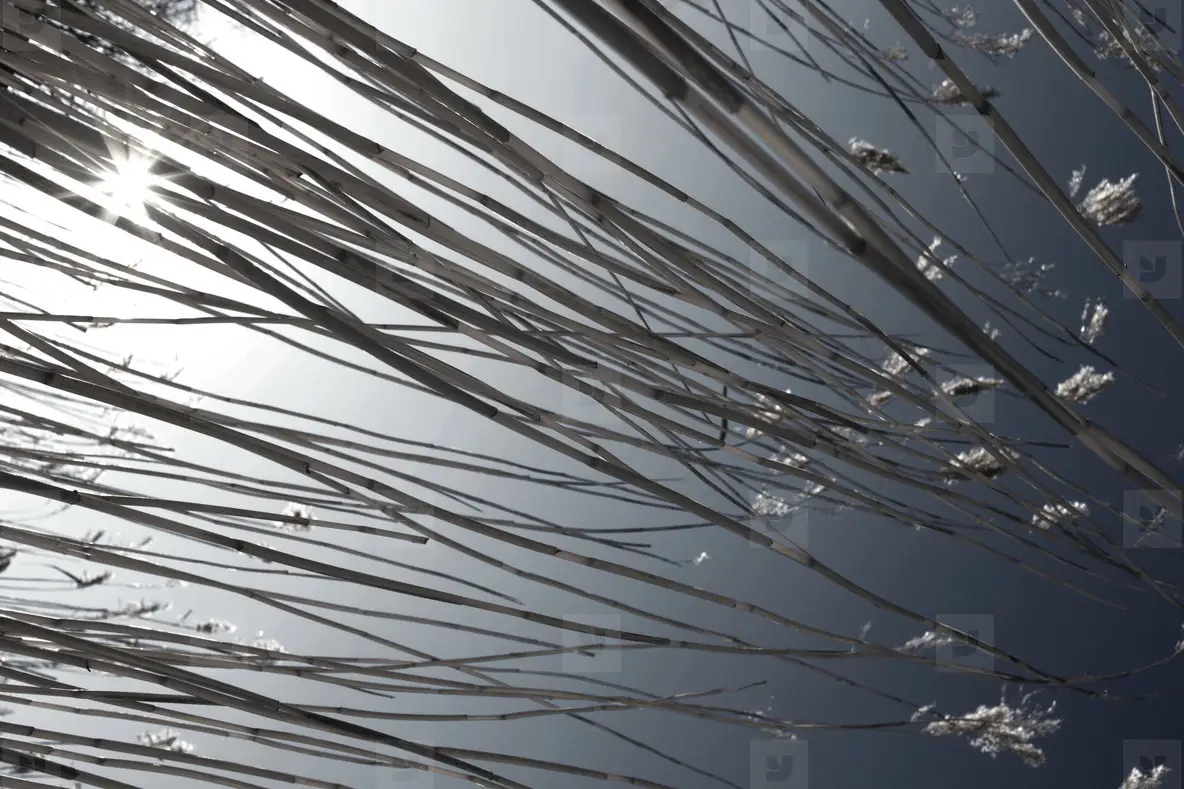 Dry Bulrush And Sky Pattern Photo (148721) - YouWorkForThem