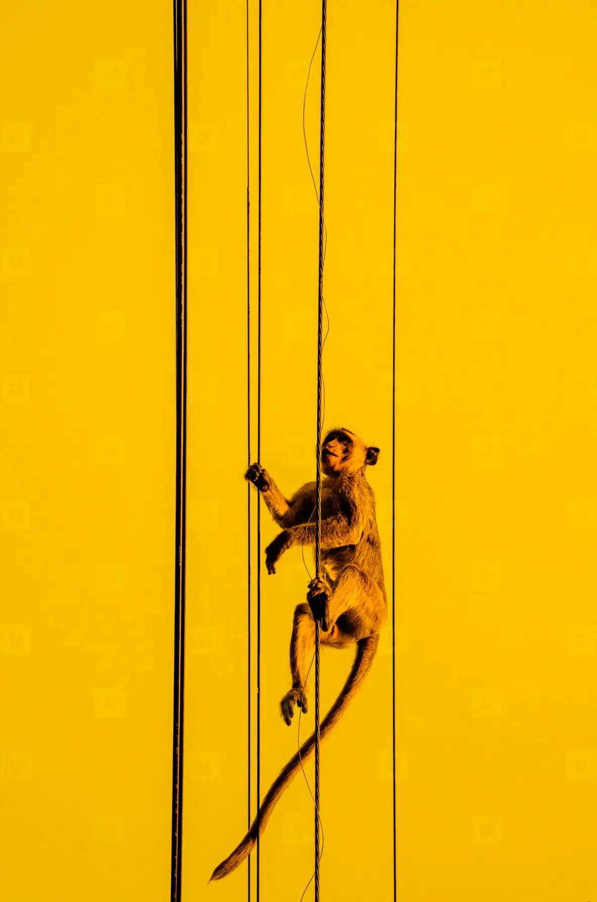 Yellow Monkey Photo (149999) - YouWorkForThem
