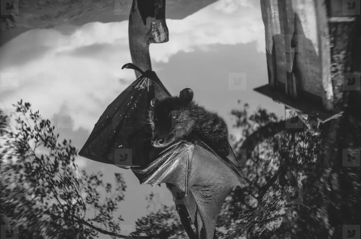 Giant Fruit Bat, Flying Fox Photo (150351) - YouWorkForThem