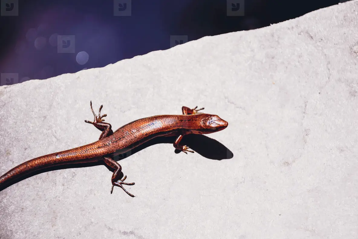 Lizard Enjoying Sun Photo (150654) - YouWorkForThem